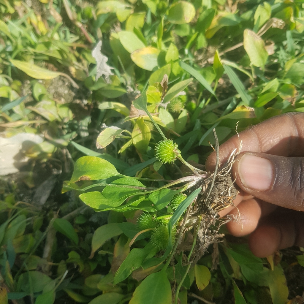 Ranalisma humile from Yali, 742104, Bauchi, Nigeria on February 8, 2023 ...