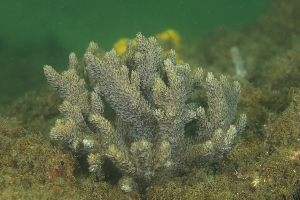 Capnella gaboensis from Sydney NSW, Australia on February 08, 2023 at ...