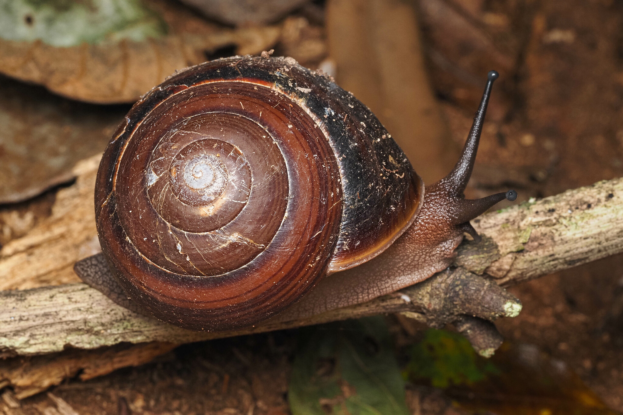 Sphaerospira Mörch, 1867