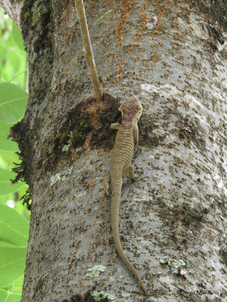 Red-lipped Arboreal Alligator Lizard in May 2018 by Diego Manzano ...