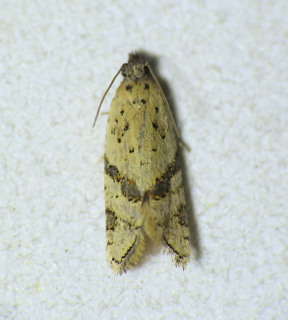 Vacuana vacuana from Talegalla Weir QLD 4650, Australia on February 08 ...