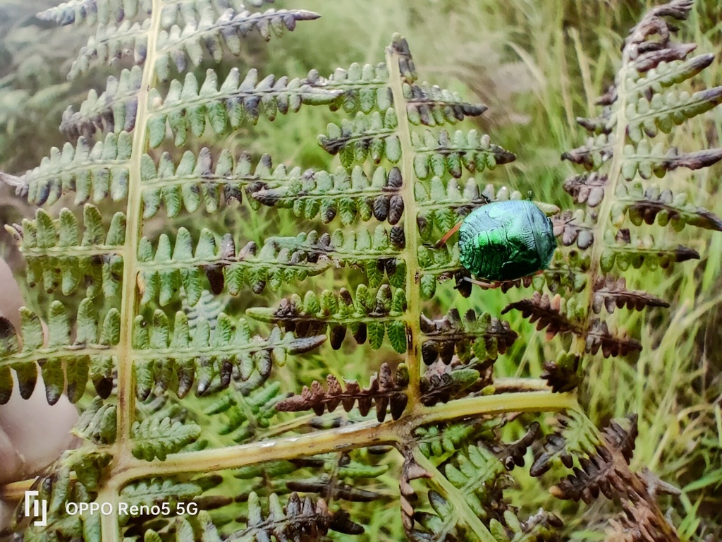 Bracken Stink Bug from Ehlanzeni District Municipality, South Africa on ...