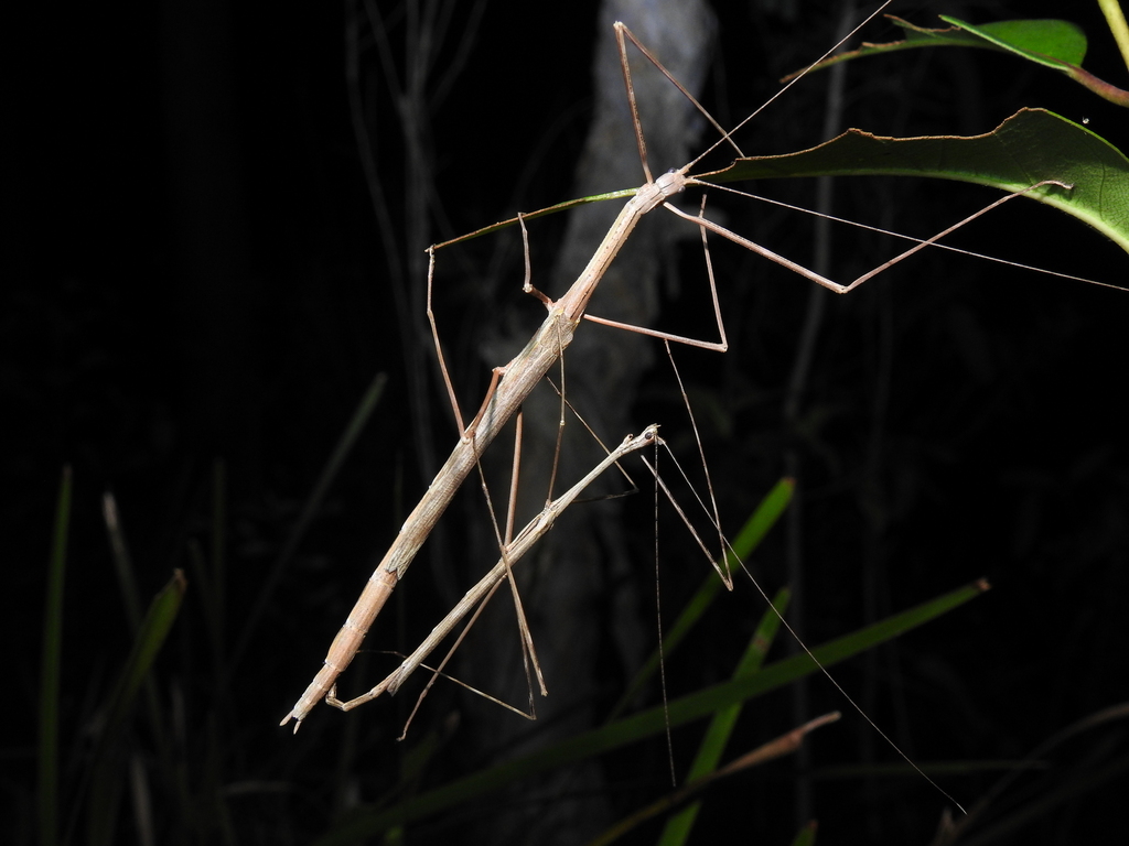 Dark-winged Stick Insect from Talegalla Weir QLD 4650, Australia on ...
