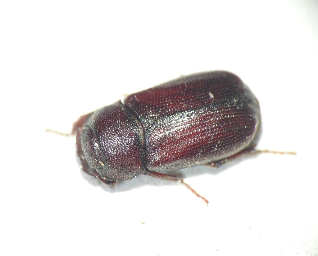 Beetles from Talegalla Weir QLD 4650, Australia on February 08, 2023 at ...