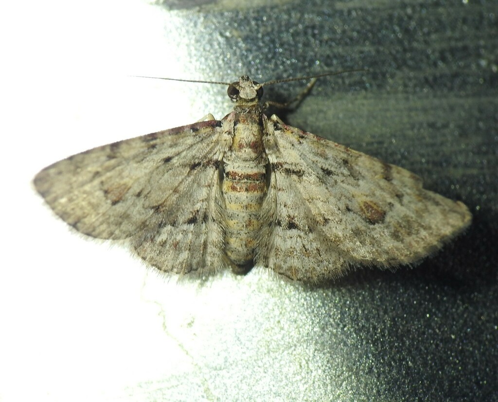 Insigillated Pug from Talegalla Weir QLD 4650, Australia on February 8 ...