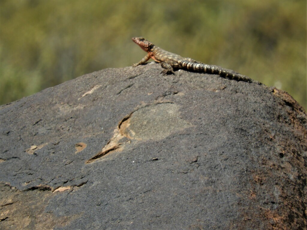 Karoo Girdled Lizard from Ubuntu Local Municipality, South Africa on ...