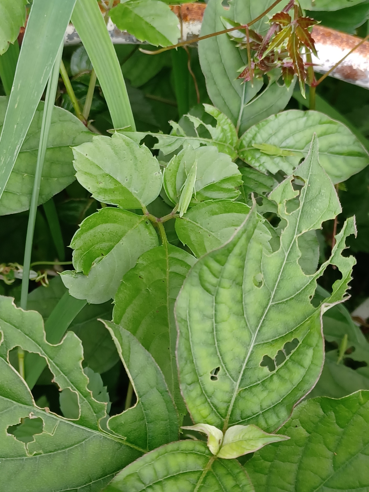 Atractomorpha lata (Mochulsky, 1866)