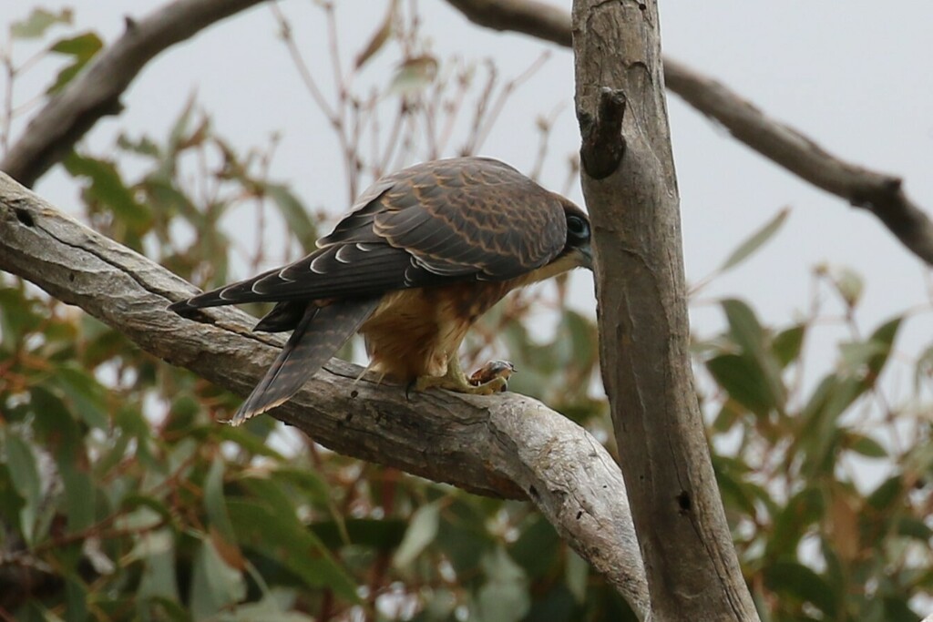 Australian Hobby from Tharwa Drive, Lanyon area, ACT, Australia on February 08, 2023 at 01:48 PM ...