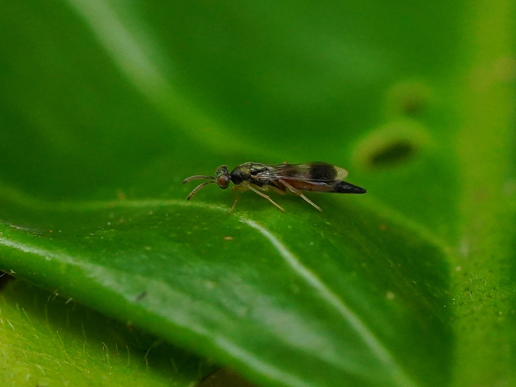 Chalcidoid Wasps from Yilan, Taiwan, Taiwan on January 27, 2023 at 11: ...