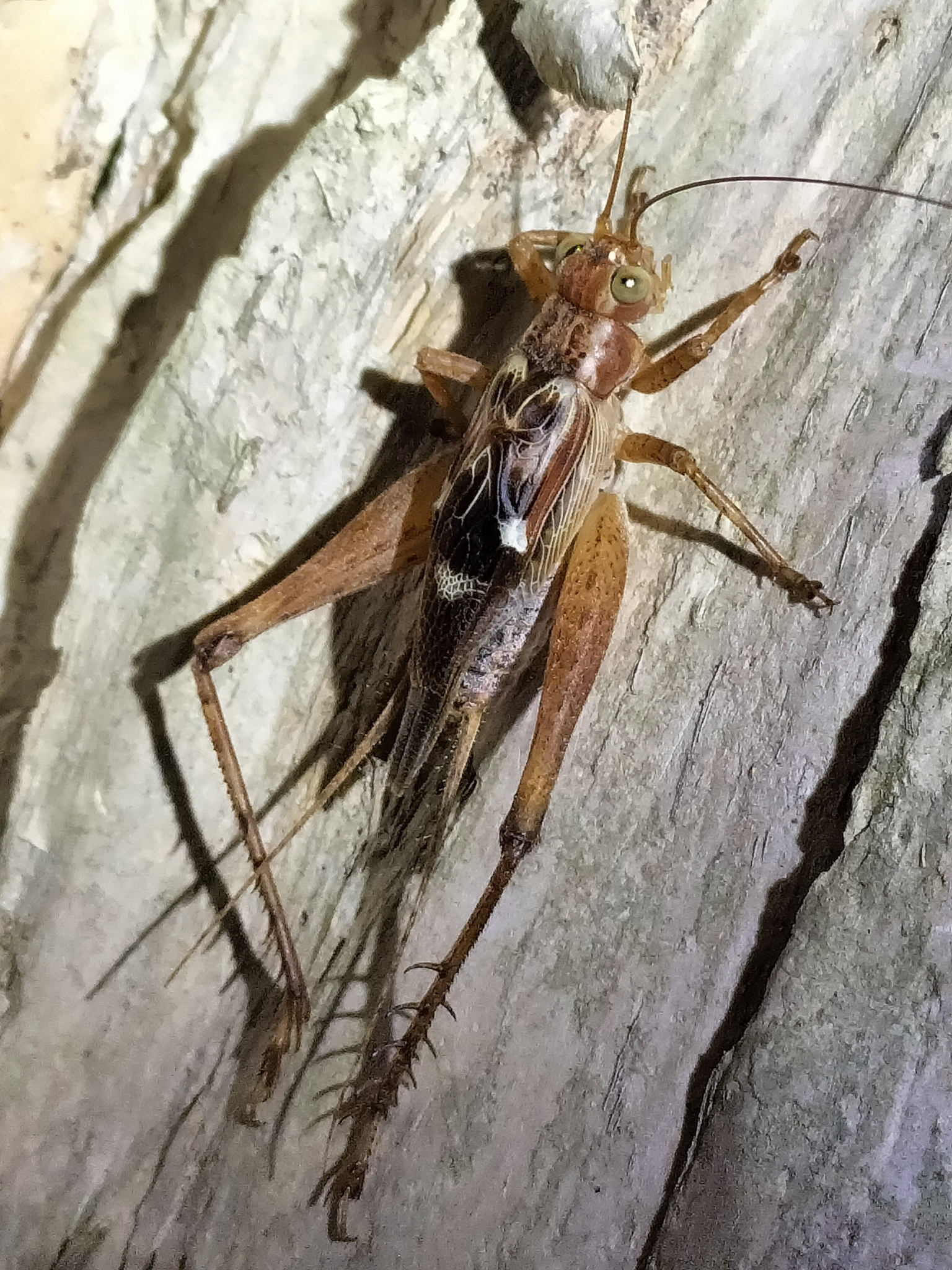 Cardiodactylus Saussure, 1878