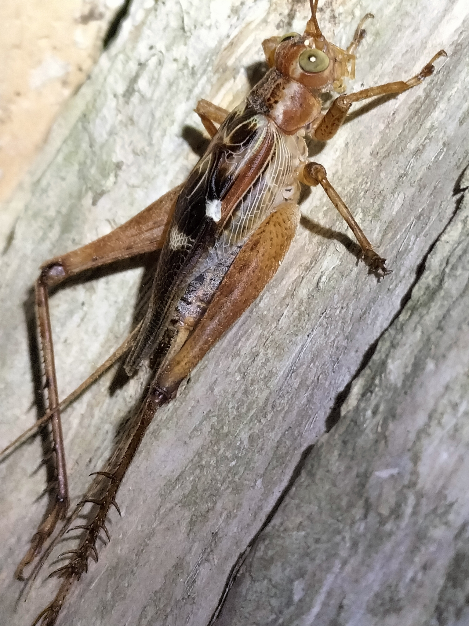 Cardiodactylus Saussure, 1878