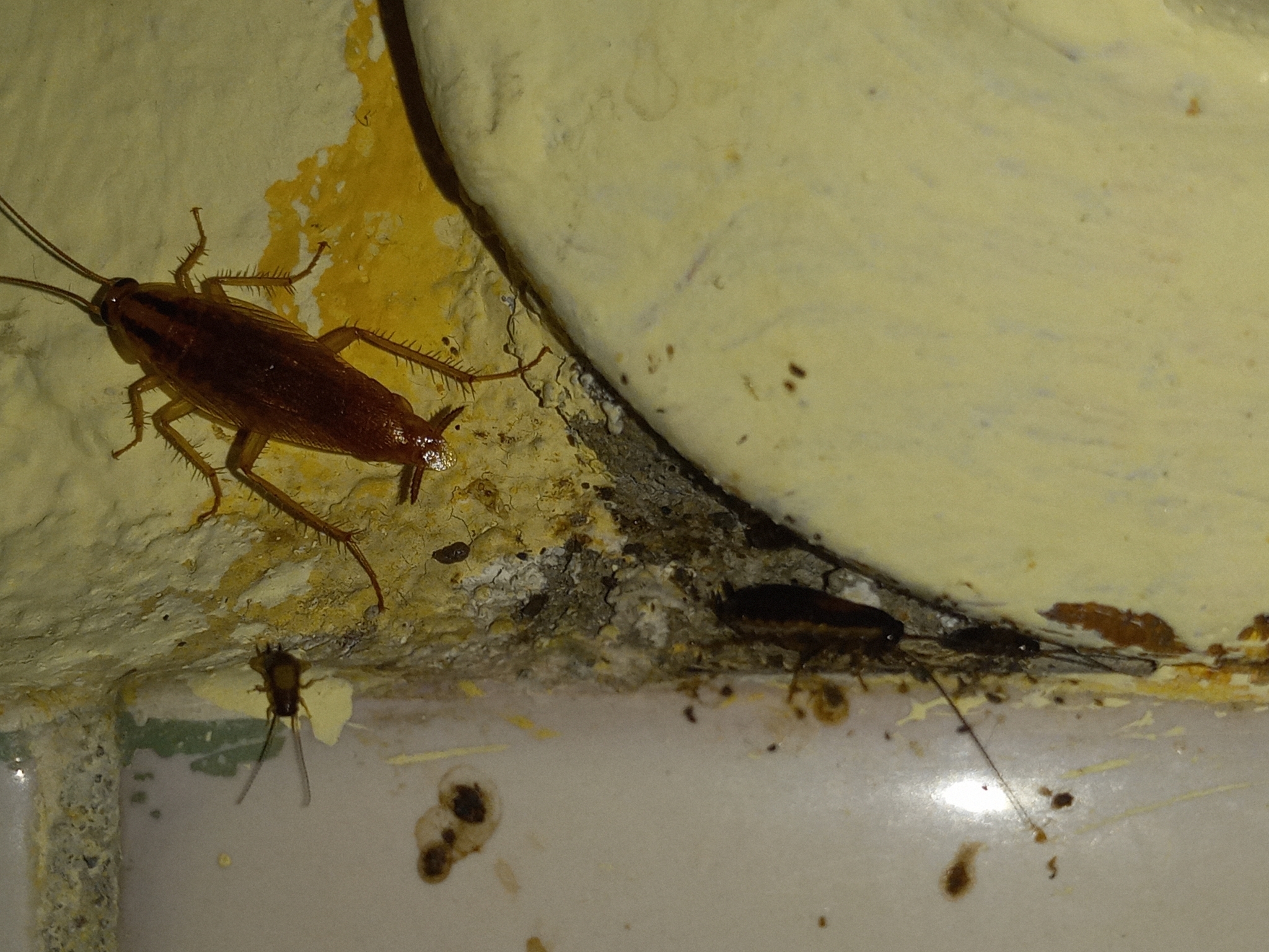 Blattella germanica (Linnaeus, 1767)