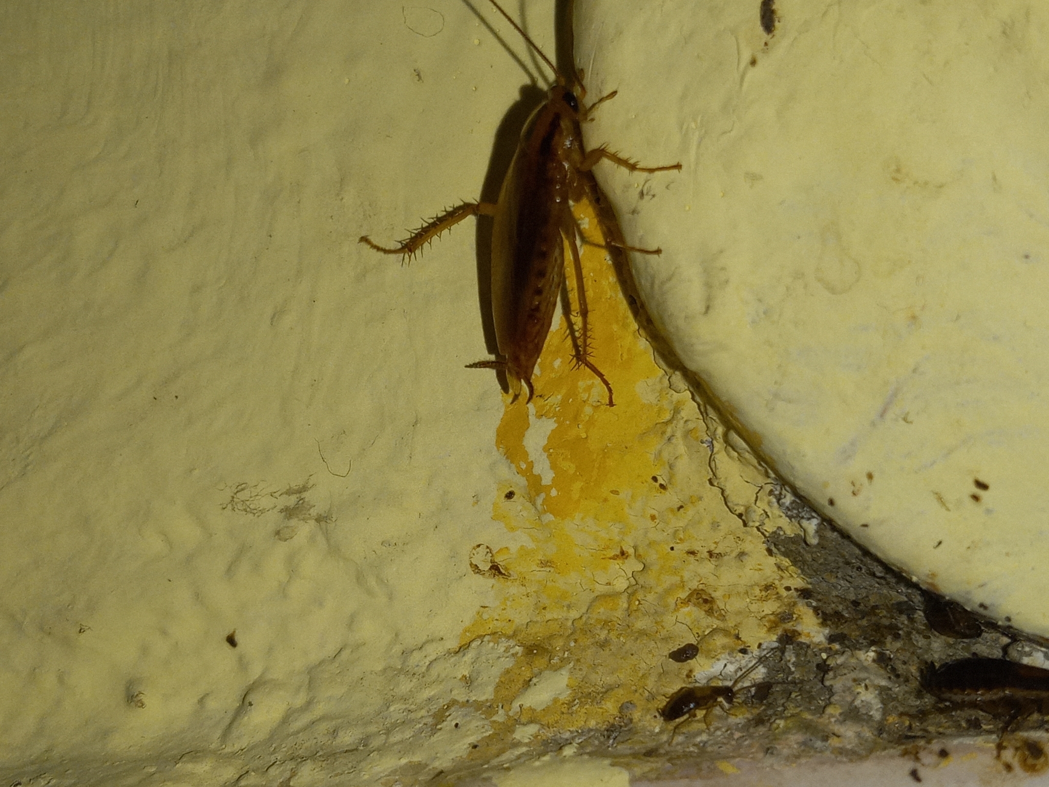 Blattella germanica (Linnaeus, 1767)