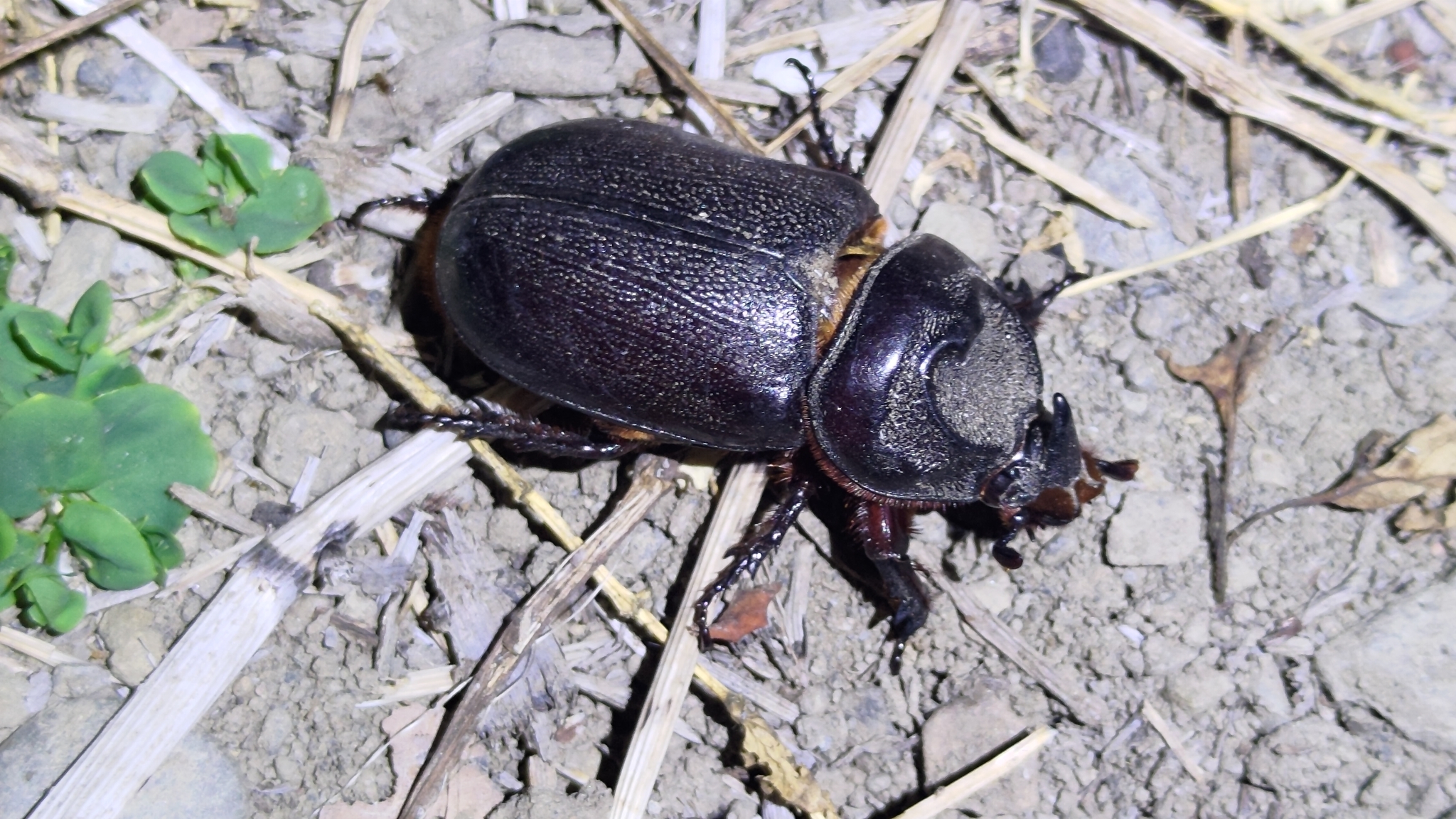 Oryctes rhinoceros (Linnaeus, 1758)