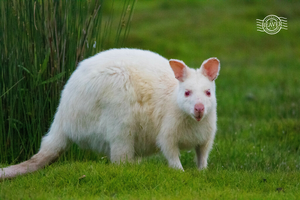 Bennett's Wallaby (Notamacropus rufogriseus rufogriseus) - Know Your ...