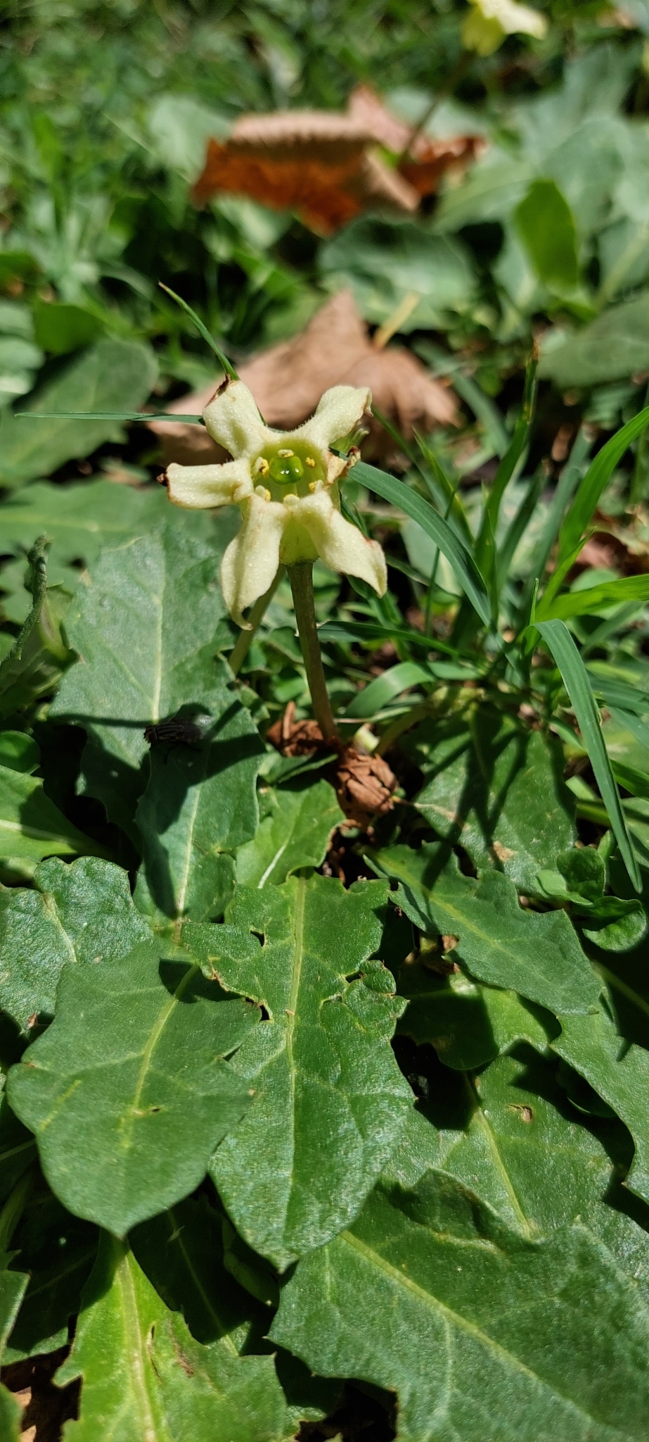 Jaborosa runcinata Lam.