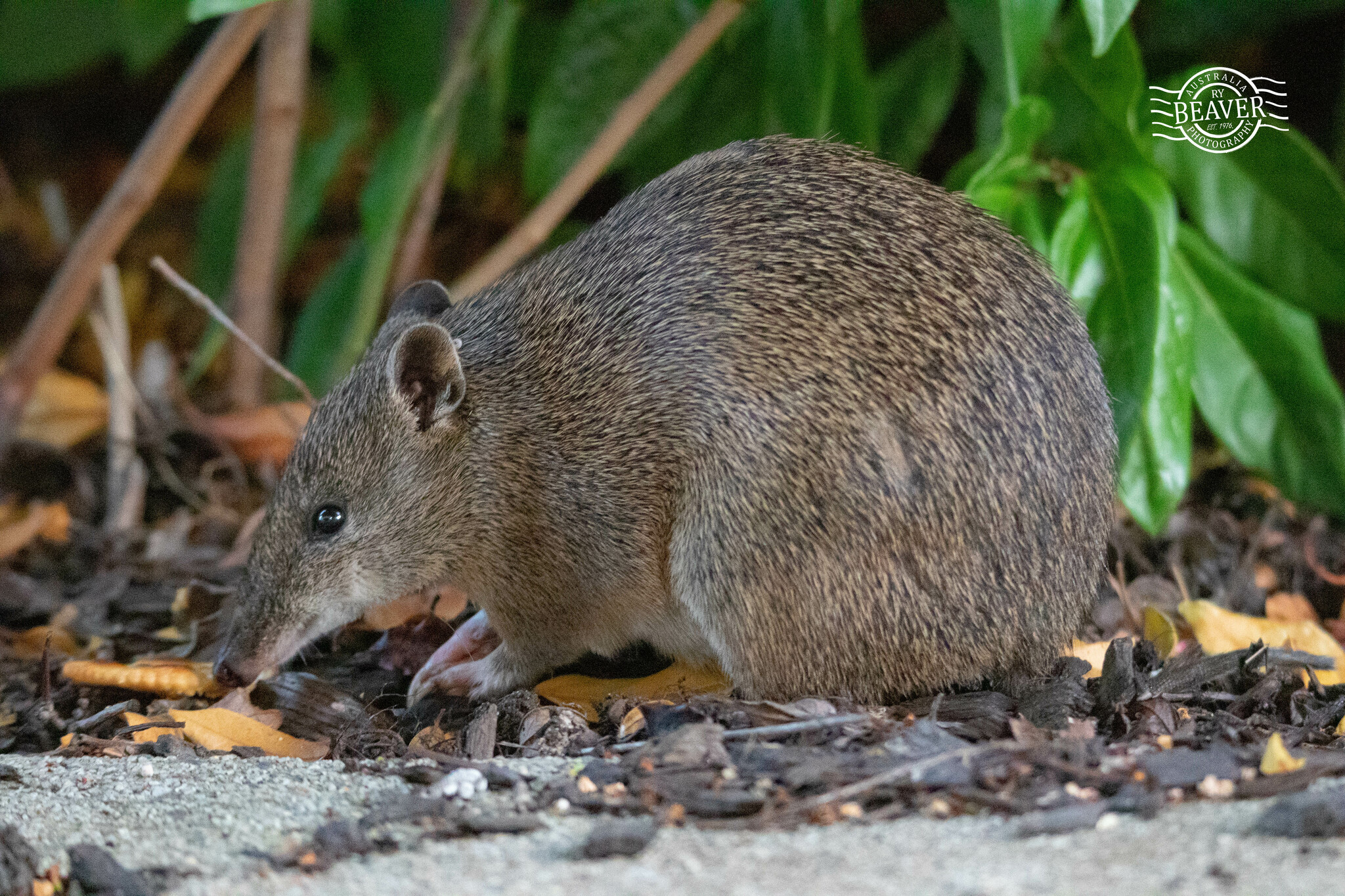 Isoodon obesulus (Shaw, 1797)