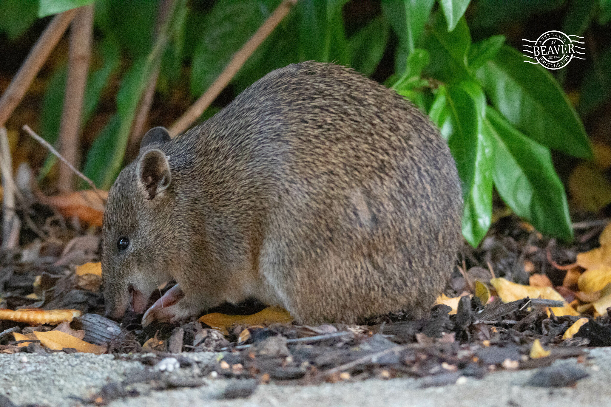 Isoodon obesulus (Shaw, 1797)