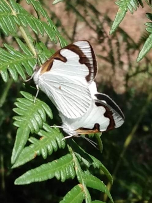 Dynamine myrrhina from Nova Roma do Sul - RS, 95260-000, Brasil on ...