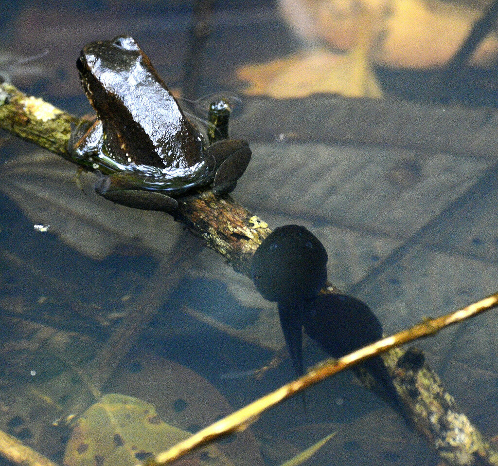 Palm Rocket Frog from Reserva Natural Cuzcungos, Supatá, Cundinamarca ...