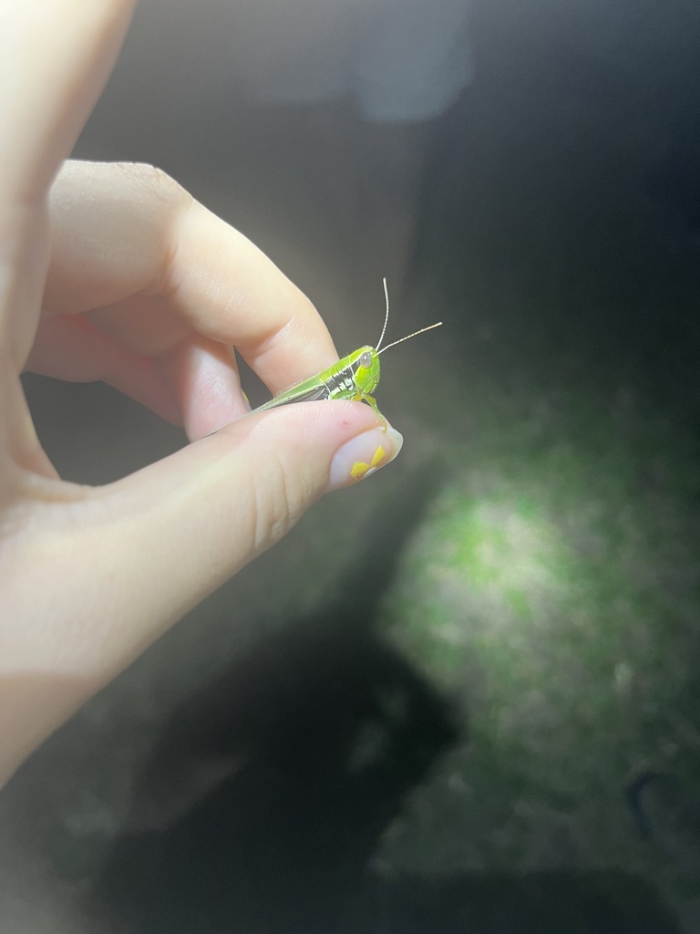 Common Dapperia from Mount Bundey, NT, AU on February 5, 2023 at 09:27 ...