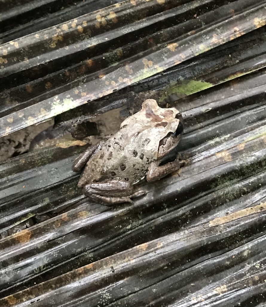 Java Spadefoot Toad from Taman Nasional Ujung Kulon, Kabupaten ...