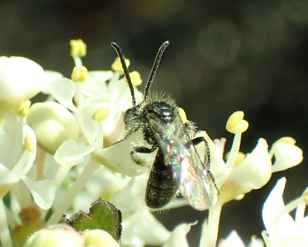 Panurginus from San Marcos, CA, USA on January 06, 2023 at 01:25 PM by ...