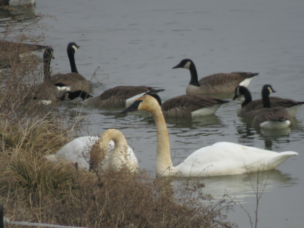 Trumpeter Swan from 14280 Durstine Rd, Dundee, OH 44624, USA on ...