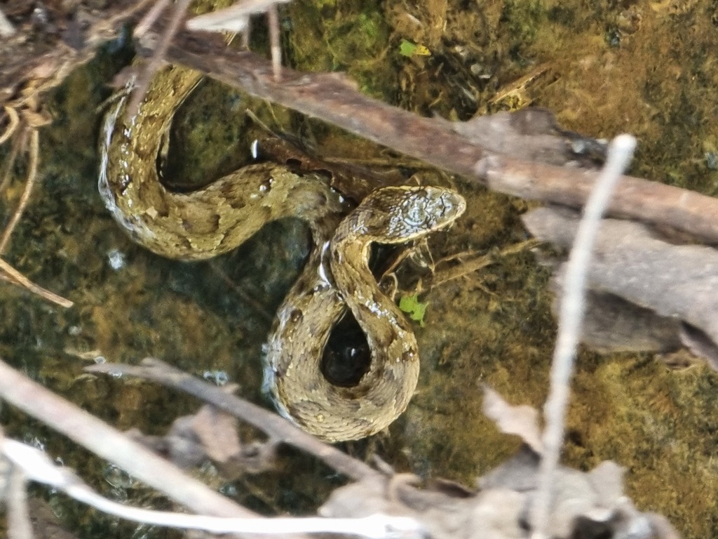Ussuri Mamushi from Taean, Chungcheongnam-do, South Korea on October 9 ...