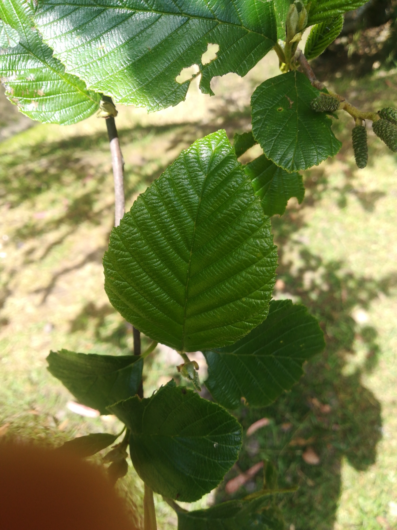 Alnus acuminata Kunth