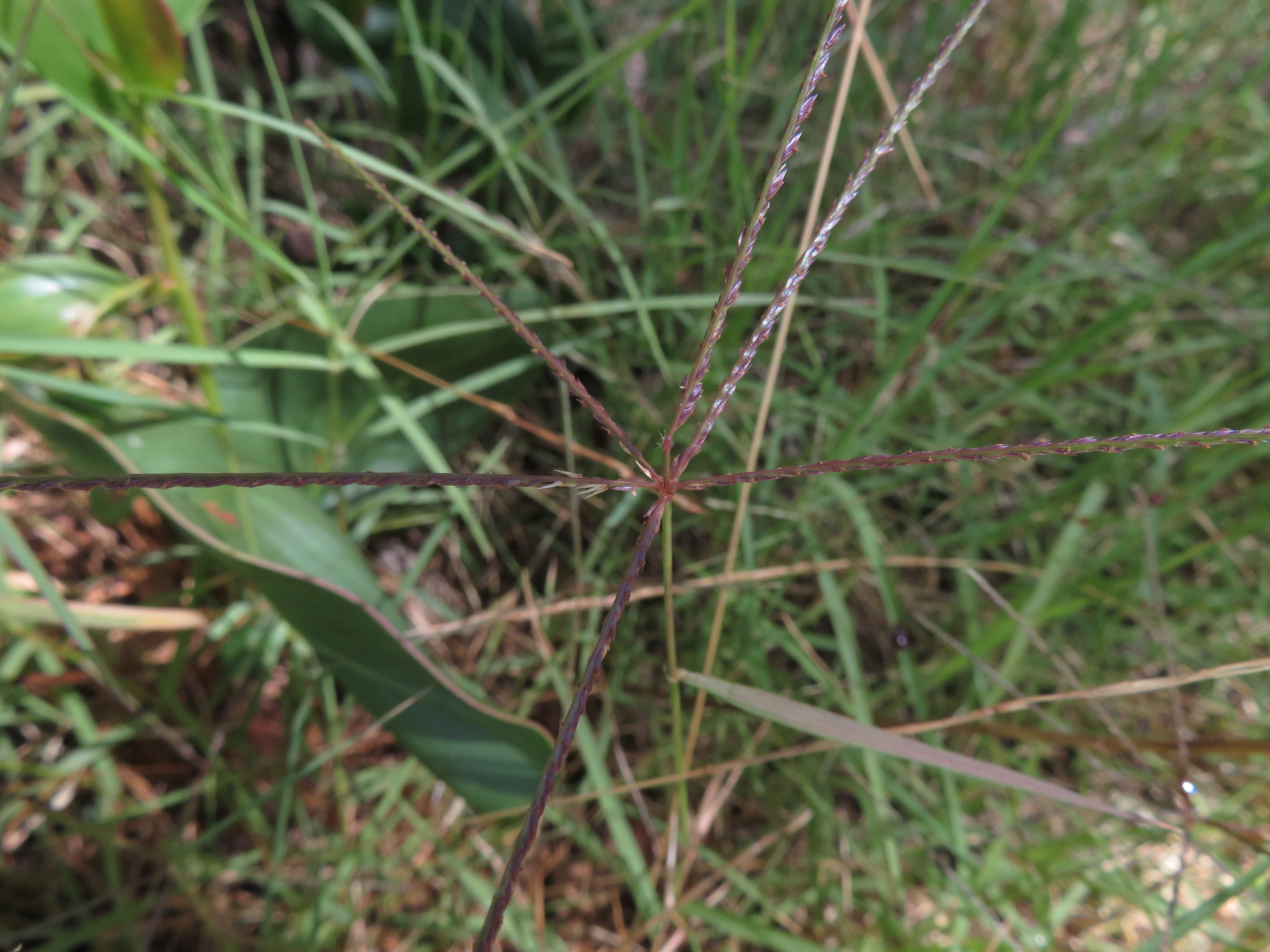 Digitaria sanguinalis (L.) Scop.