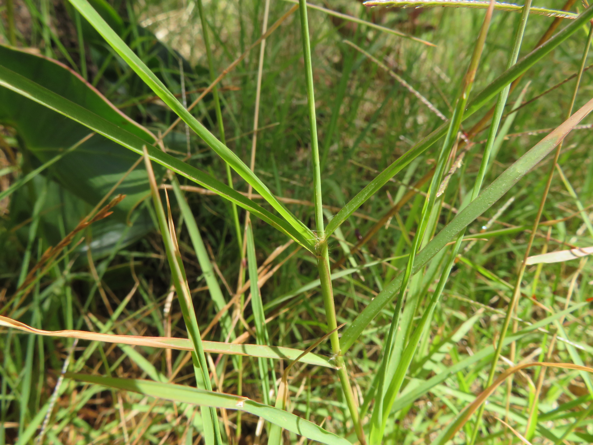 Digitaria sanguinalis (L.) Scop.