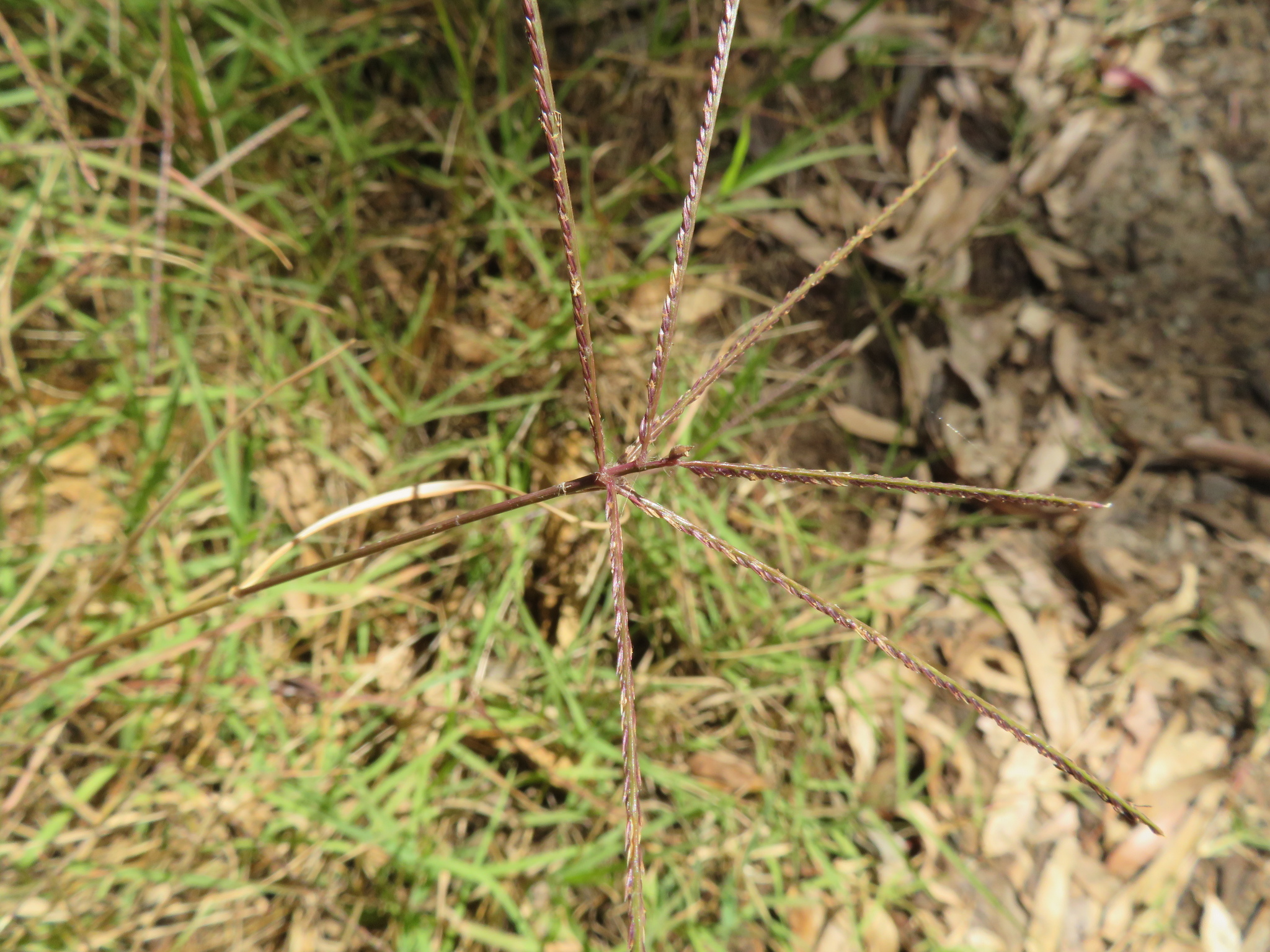 Digitaria sanguinalis (L.) Scop.