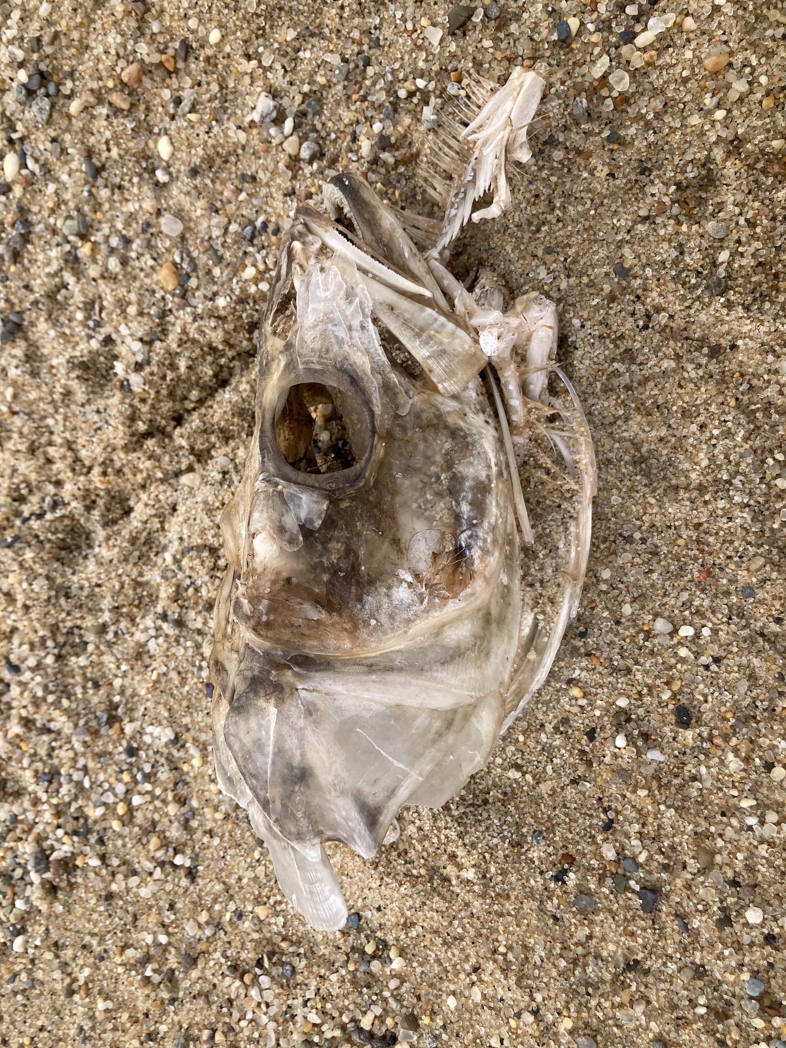 Moronidae
