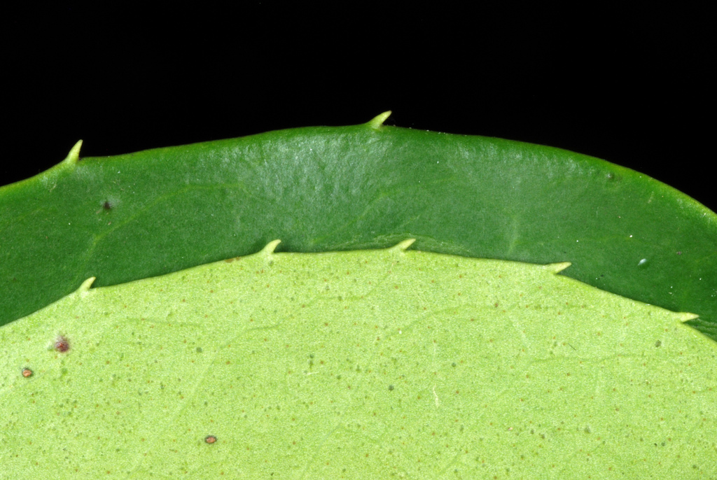 Large Gallberry (Ilex coriacea) - Botanical Realm