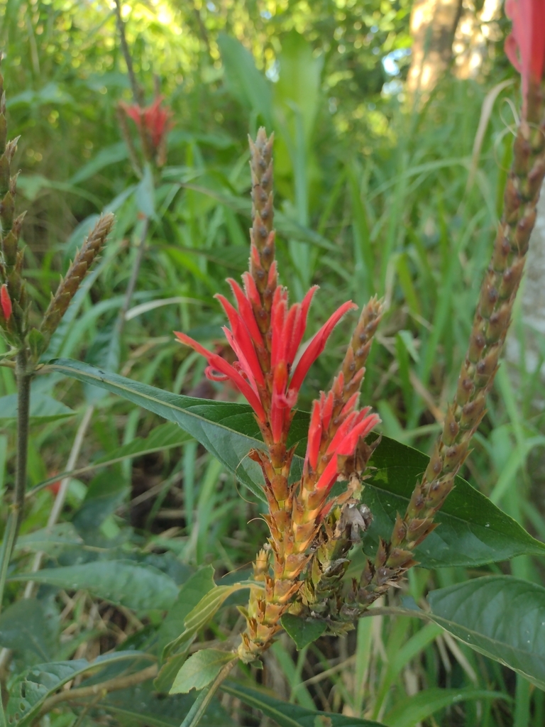 Red Aphelandra from El Bosque de la Lomita, 29960 Palenque, Chis., México on February 08, 2023 ...
