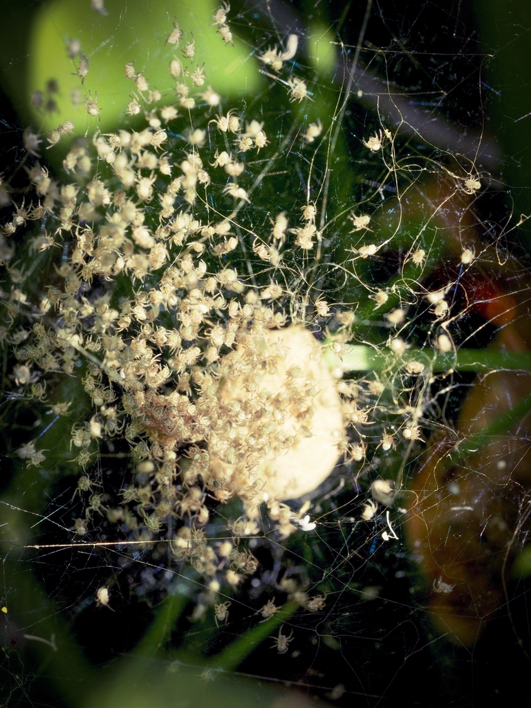 Saint Andrew's Cross Spider from Bangalay Ave/Overport Rd, Frankston ...