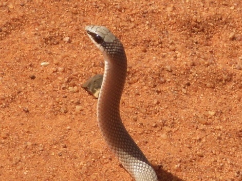 Eastern Rufous Beaked Snake from Tsavo East National Park, Voi, Taita ...