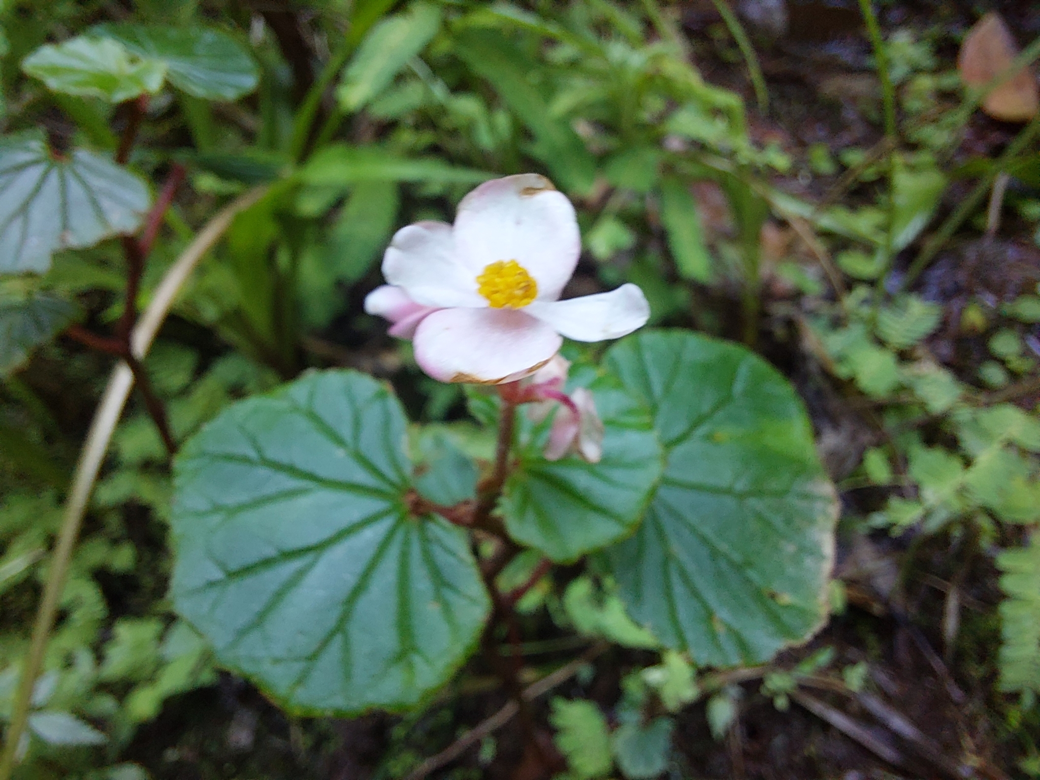 Begonia fischeri Schrank