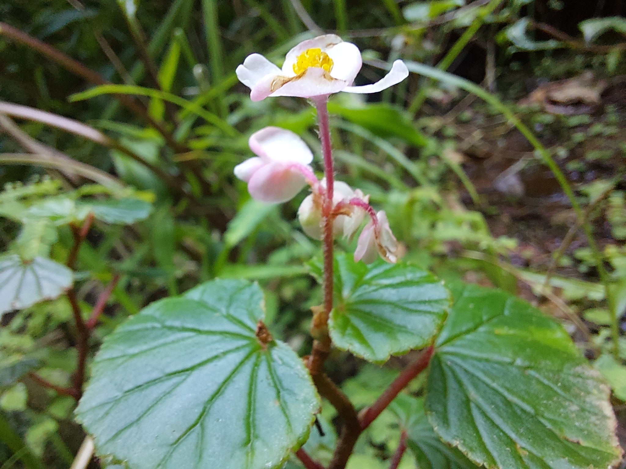Begonia fischeri Schrank