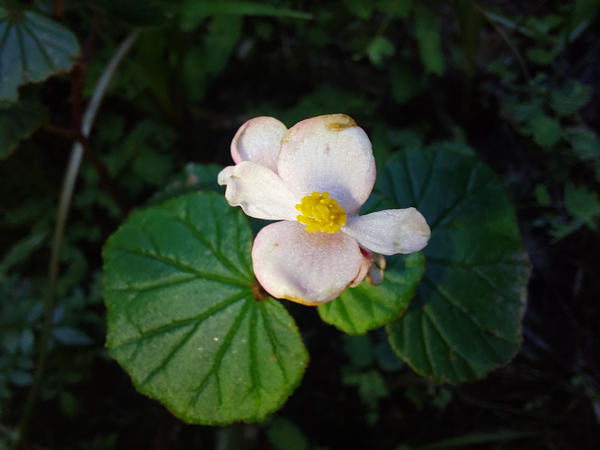 Begonia fischeri Schrank