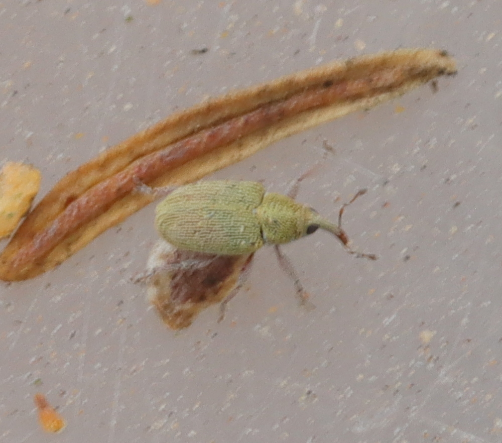 True Weevils from West Coast District Municipality, South Africa on ...