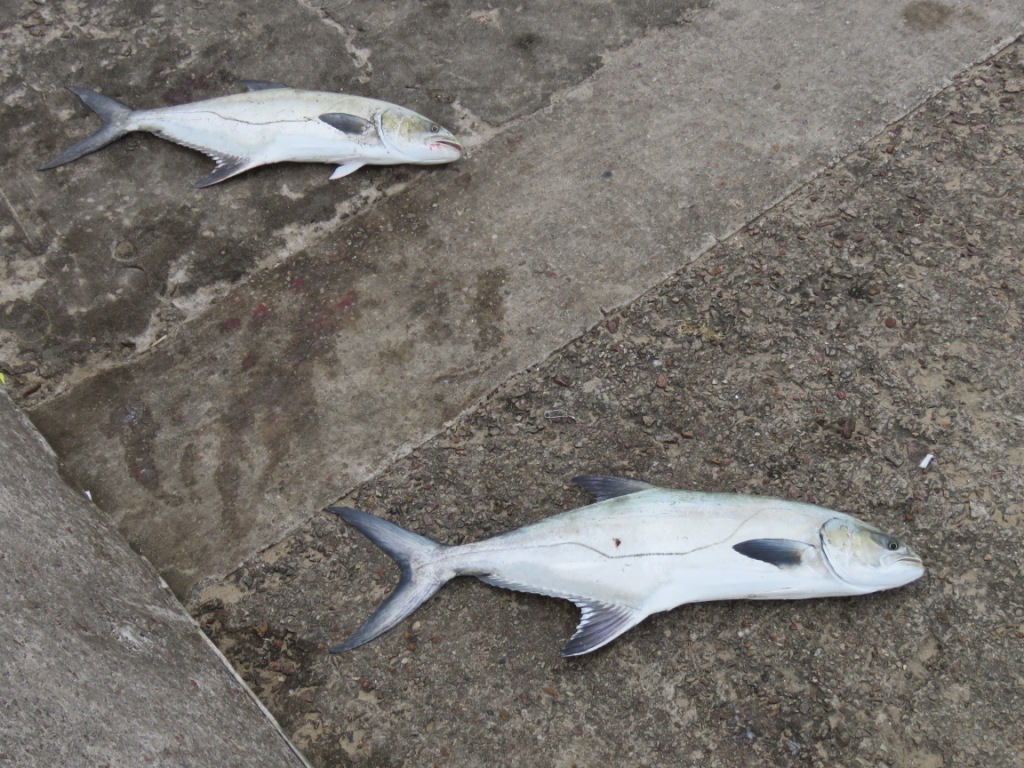 Leerfish from Uthungulu, ZA-NL, ZA on October 5, 2019 at 06:26 AM by ...