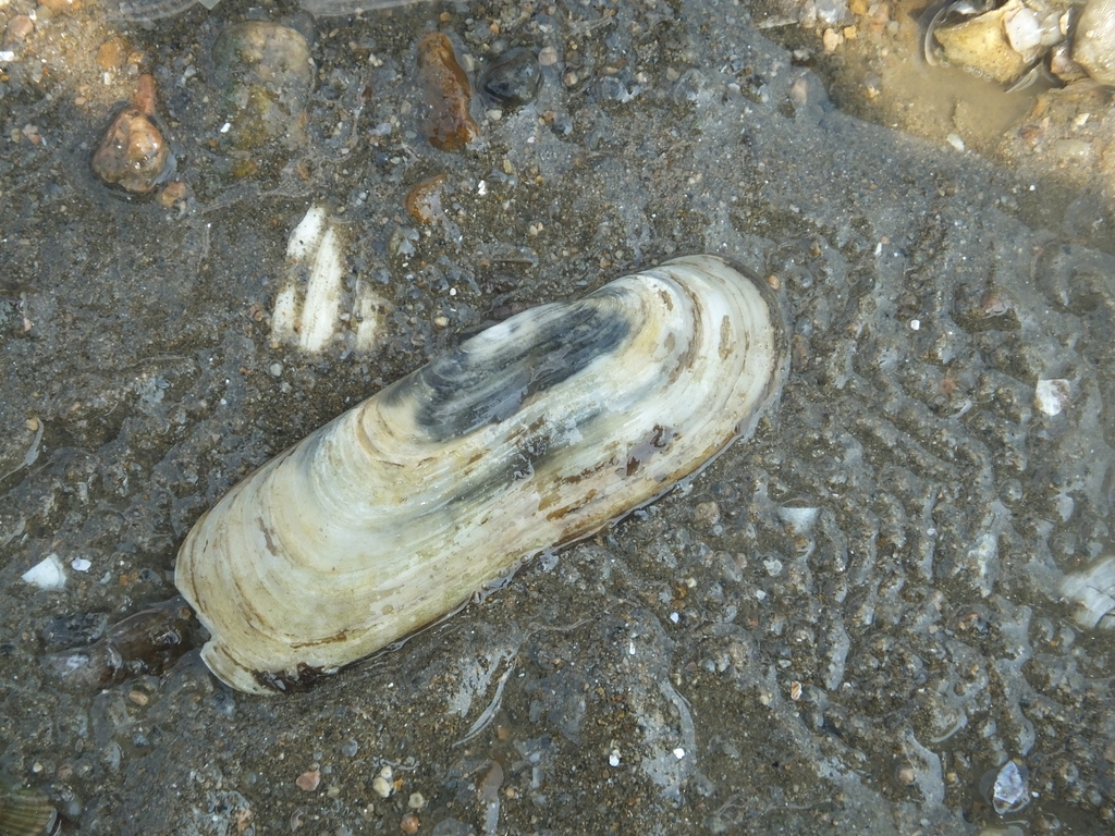 Chinese Razor Clam from Qingdao, CN-SD, CN on June 19, 2022 at 02:29 PM ...