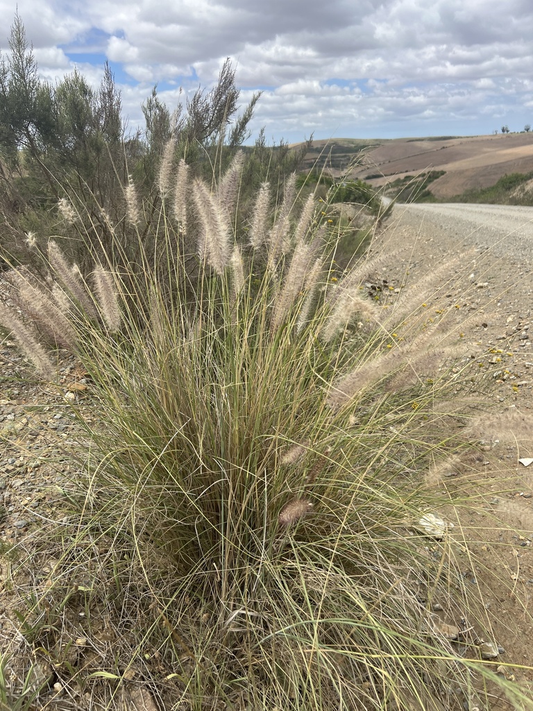 Fountain Grass from R322, Riversdale, WC, ZA on February 8, 2023 at 12: ...