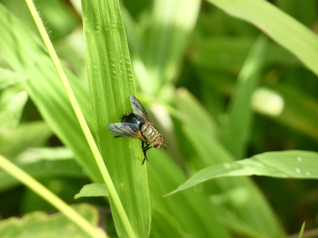 Hornworm Tachinid Fly from Mon Desir, Trinidad and Tobago on February 8 ...
