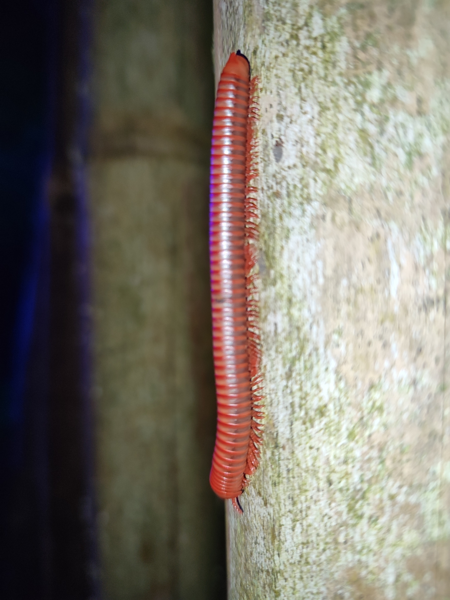 Trigoniulus corallinus (Eydoux & Souleyet, 1842)