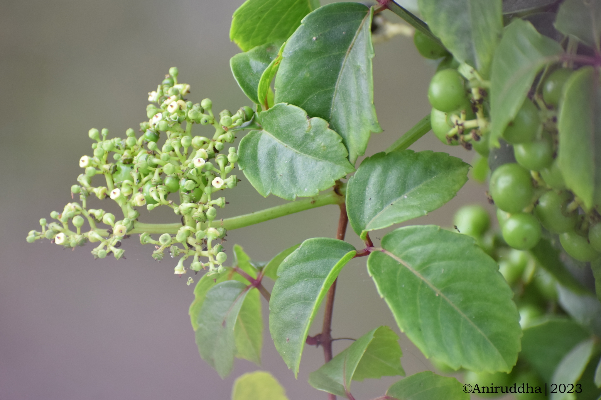 Causonis trifolia (L.) Mabb. & J.Wen