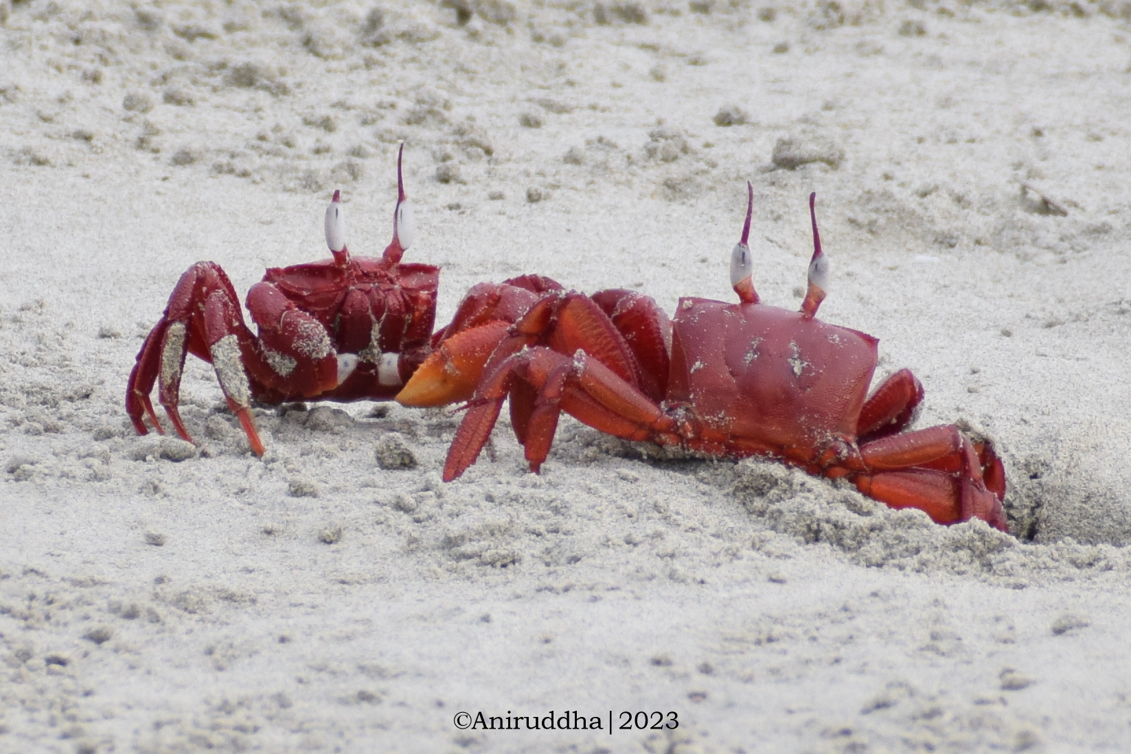 Ocypode macrocera H.Milne Edwards, 1837
