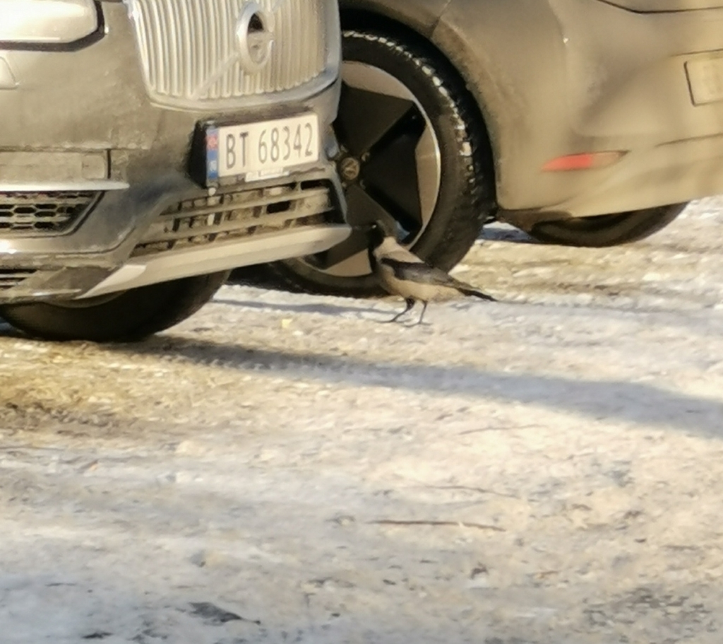 Hooded Crow from Sofiemyr, Norway on February 4, 2023 at 01:38 PM by ...